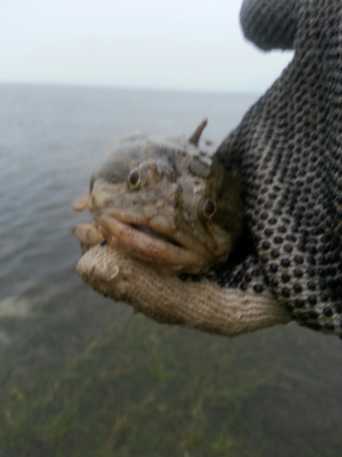 FIO Field Studies in Marine Science 2013: A female spotted whiff got ...