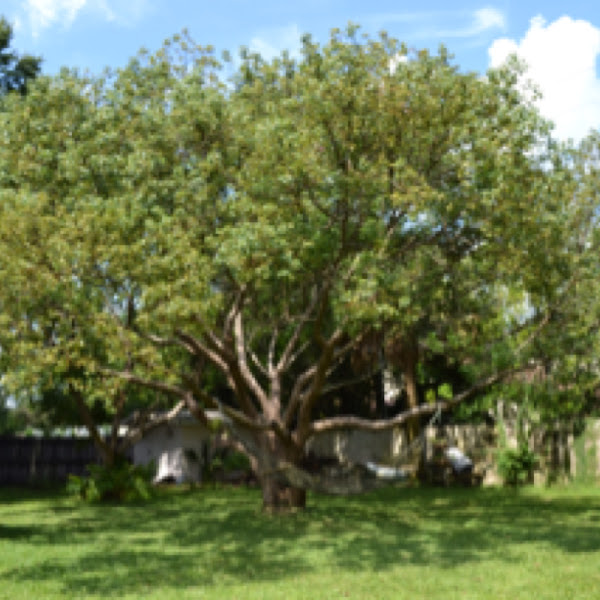 Camphor Tree | Project Noah
