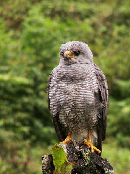 Gray Hawk | Project Noah
