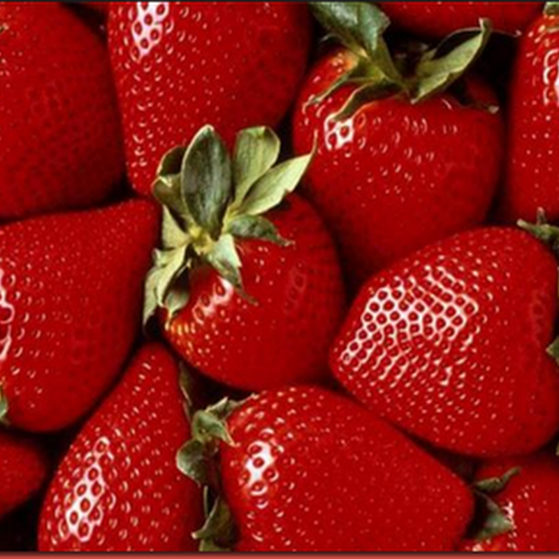 21+ Gambar Tanaman Stroberi Populer - Informasi Seputar Tanaman Hias