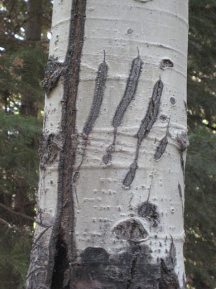 American black bear claw marks | Project Noah