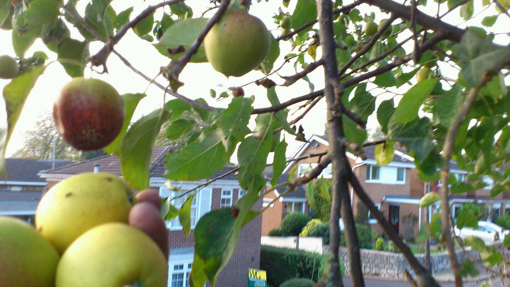Best of Tree Collecting: Scrumping Apples