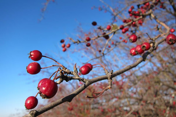 Common Hawthorn | Project Noah