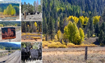 History of a Painting – Crystal Harling