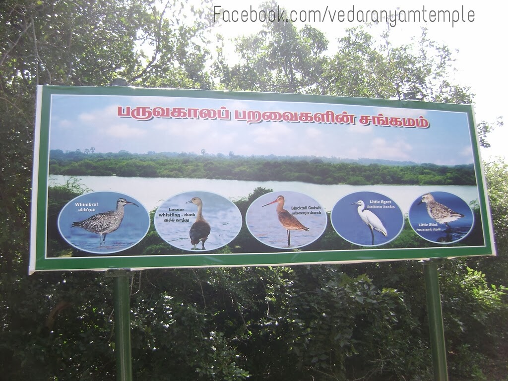 vedaranyam temple: Vedaranyam birds sanctuary and nature.