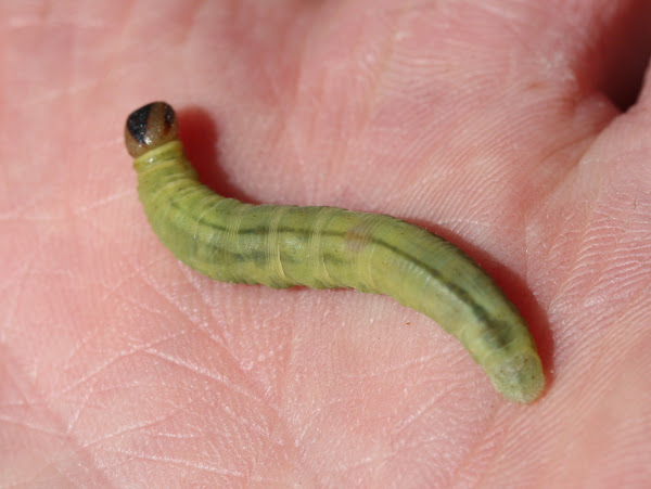 Skipper larva (Hesperidae) | Project Noah