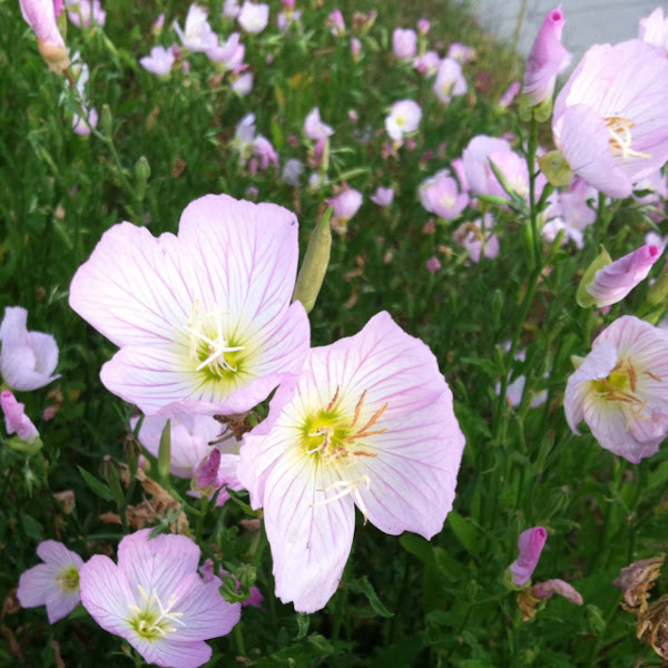 Mexican evening primrose | Project Noah