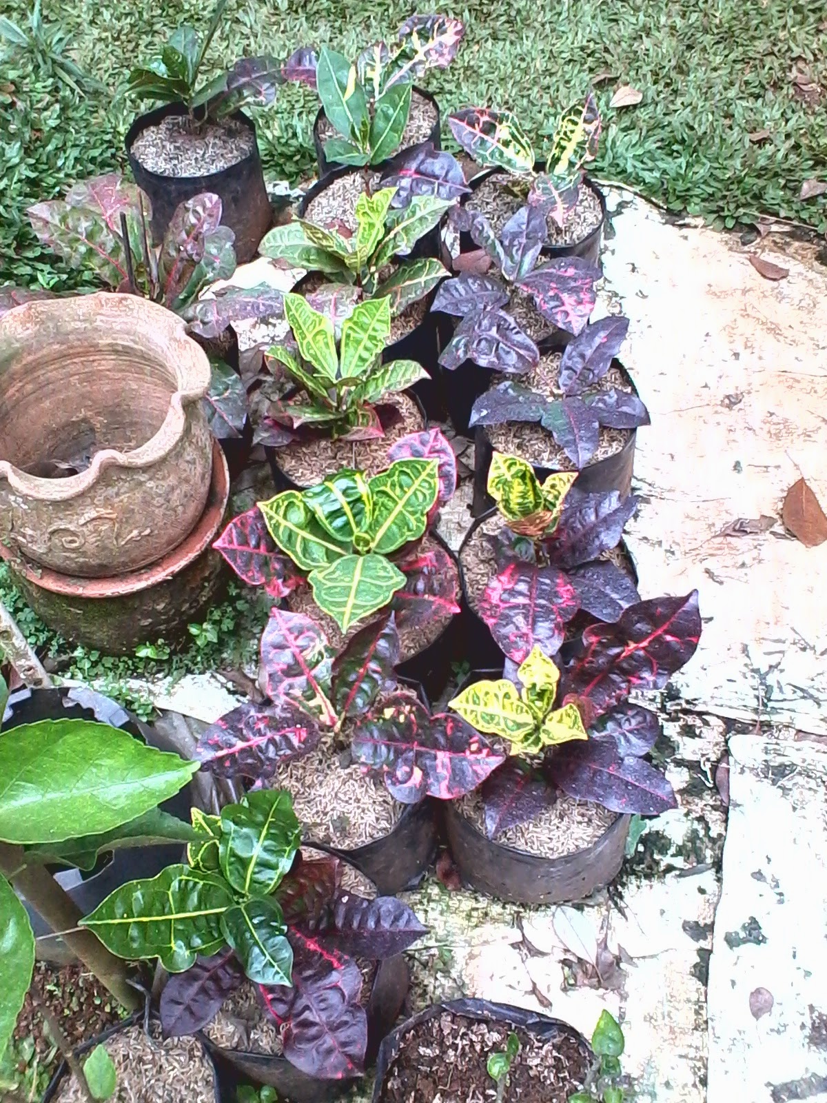 TAJUG TANAMAN: Puring kura