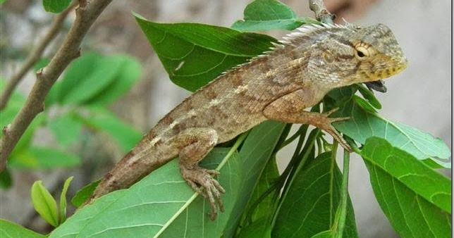 ashramblings: Ajagara