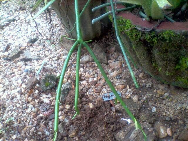Education: Nawa handi / kiri handi amazing fracture healing herbs