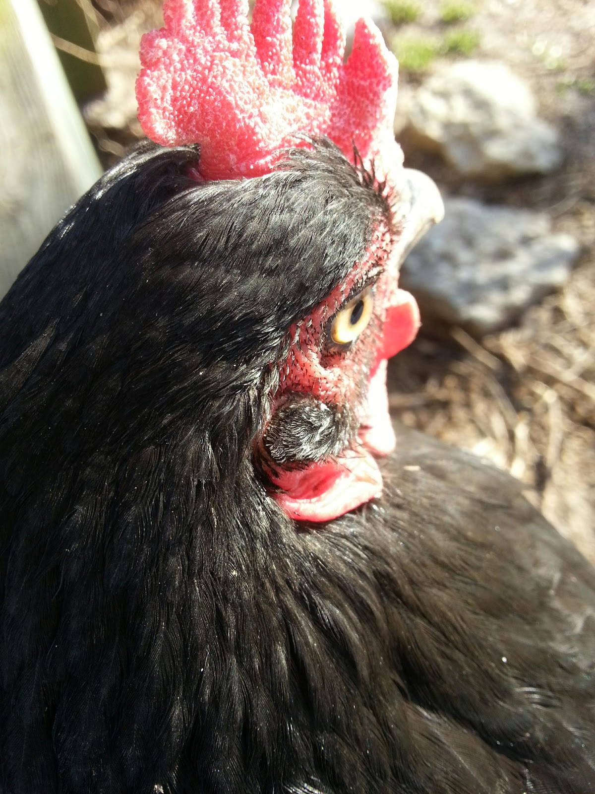 International Blue: Chicken Ears Are Not Mushrooms