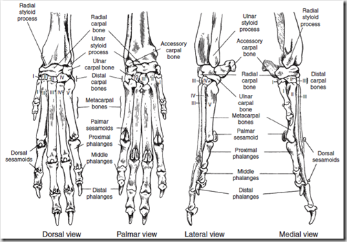 TGVET: Sindrome iperestensoria del carpo