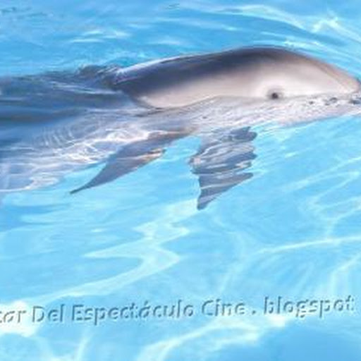 → Winter el delfin: Critica: Dolphin Tale | El Bazar del Espectáculo Cine