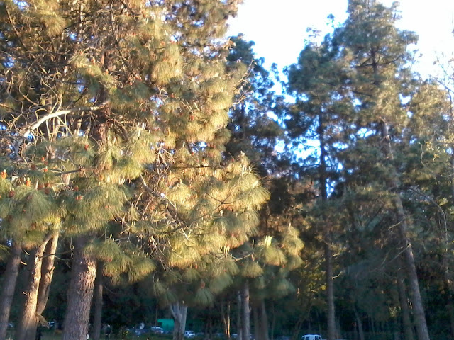 Maroc Tourisme et voyage: « la forêt du Hilton à Rabat