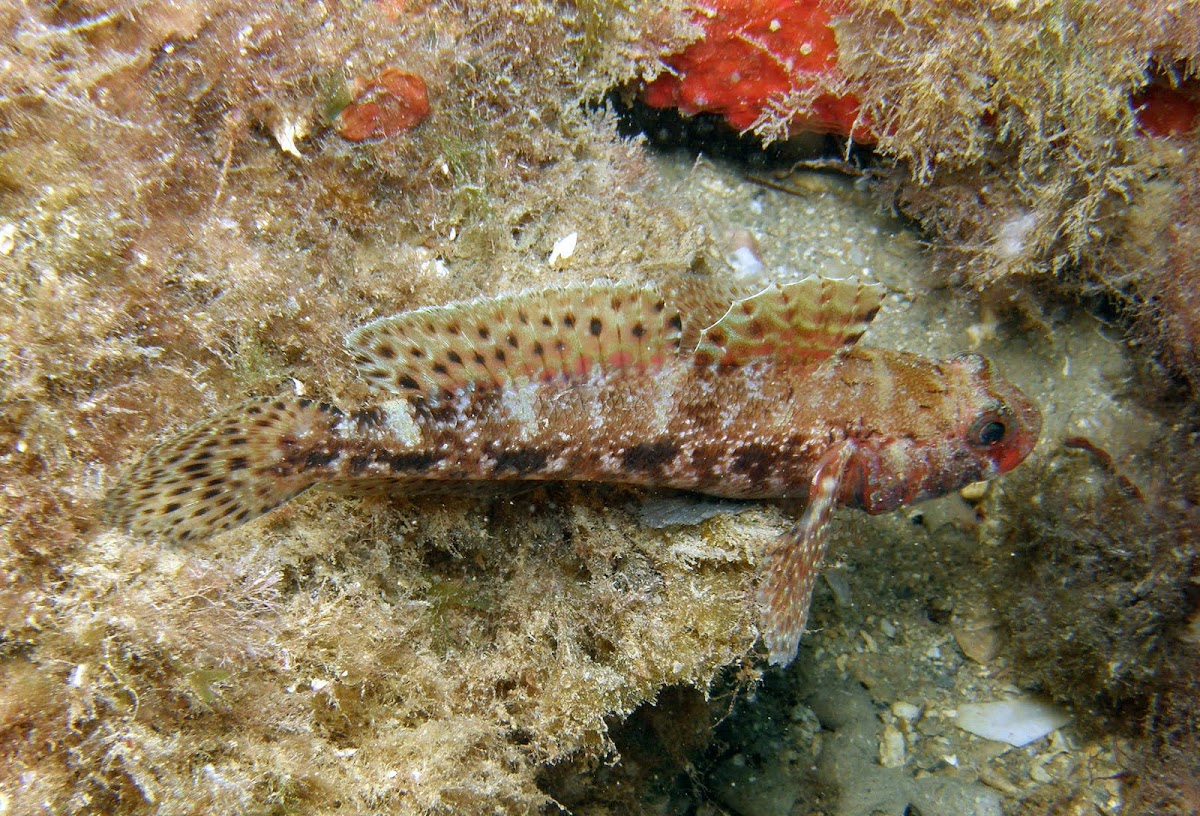 Red-mouthed goby | Project Noah