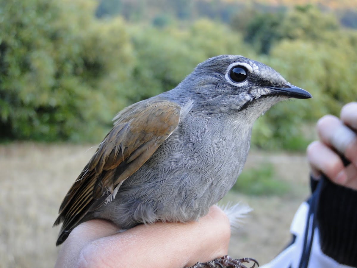 Clarín jilguero | Project Noah