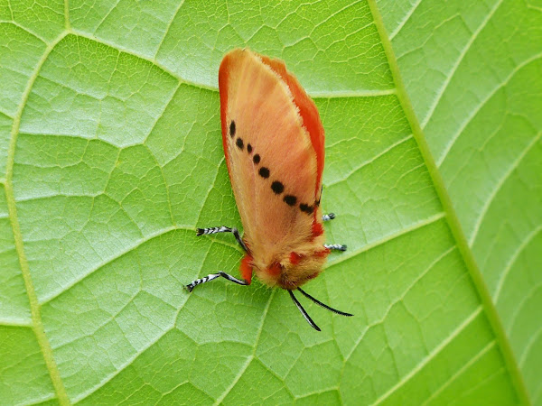 Megalopygid Moth | Project Noah