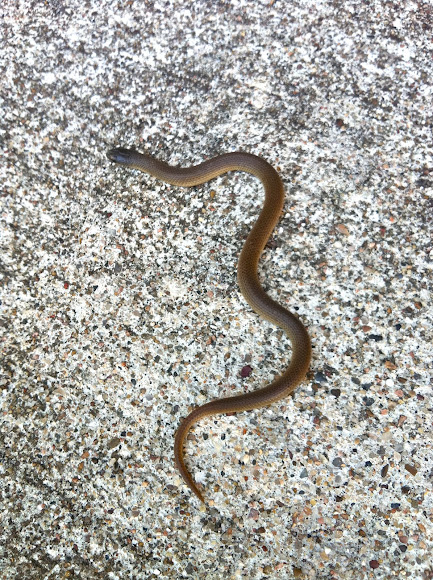 North American Brown Snake | Project Noah