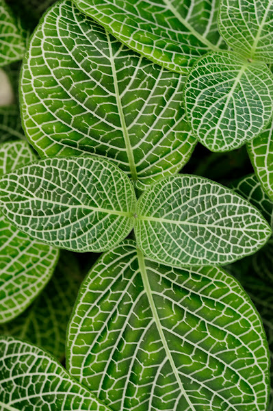 Nerve Plant | Project Noah