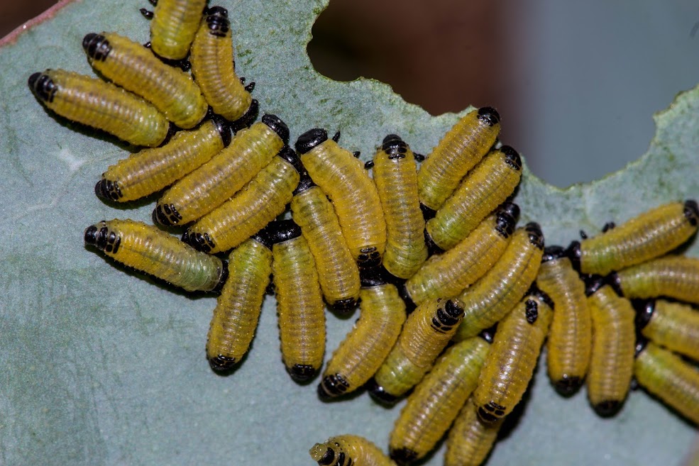 Leaf Beetle Larvae | Project Noah