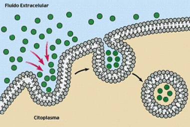 biologia : Endocitosis y Exocitosis