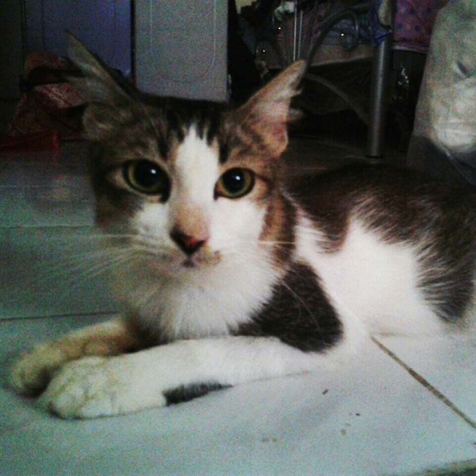 Keep Calm & Drink a Latte: Penyakit Kucing: Feline Infectious ...