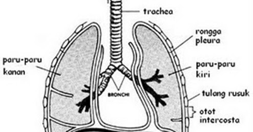 PARU-PARU: PARU-PARU