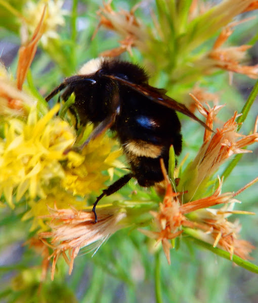 Yellow-faced bumblebee | Project Noah
