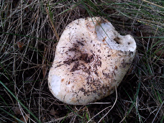 Russula chloroides. Blue Band Brittlegill. | Fun with fungi