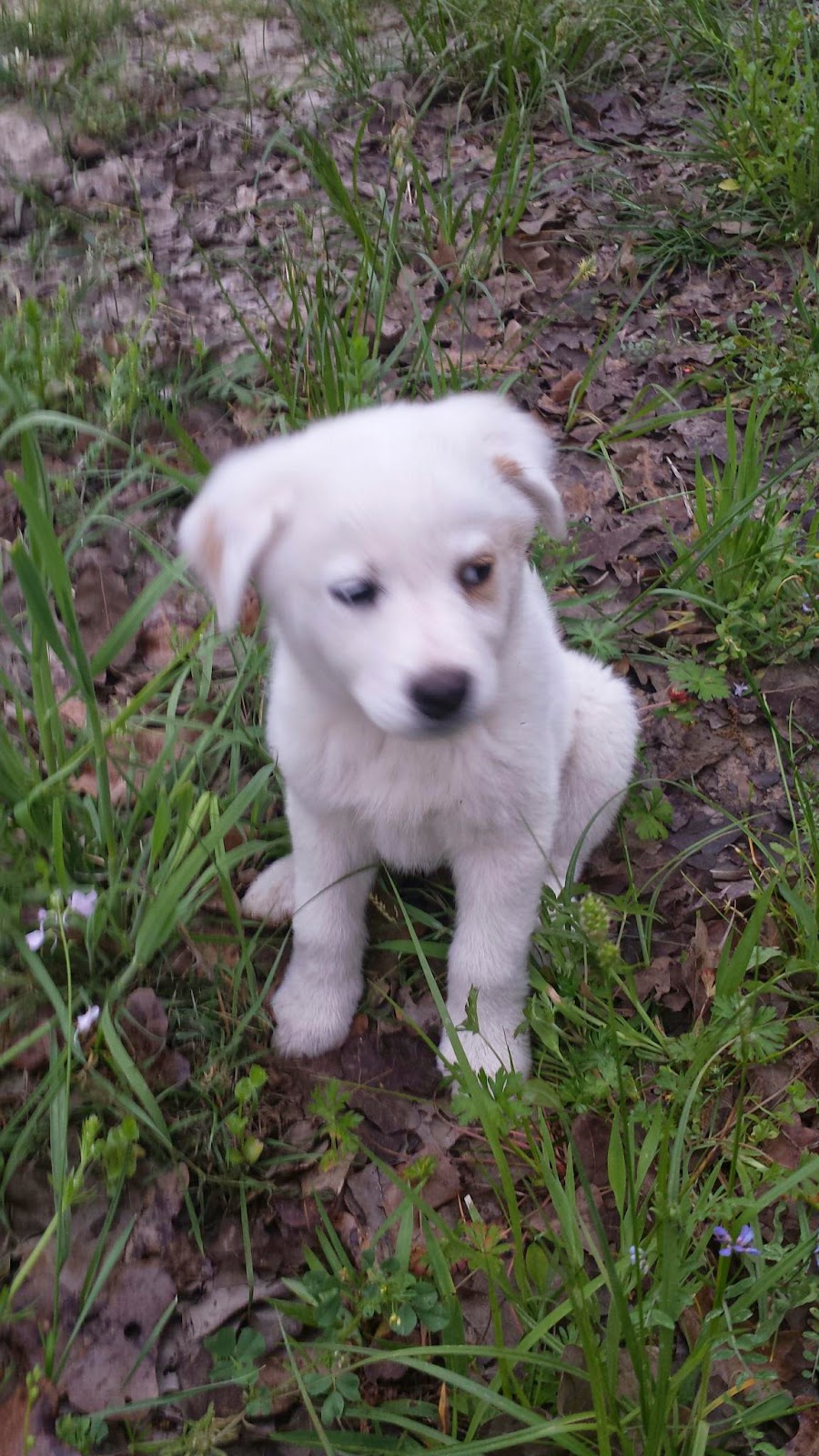 Lakeside Homestead : Random Dog