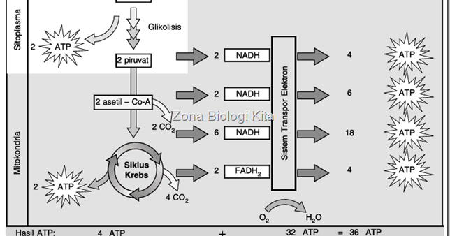 BIOLOGI (METABOLISME): TRANSFER ELEKTRON