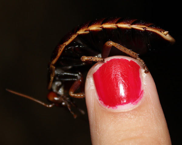 Table Mountain Cockroach | Project Noah