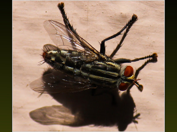 Flesh-fly | Project Noah