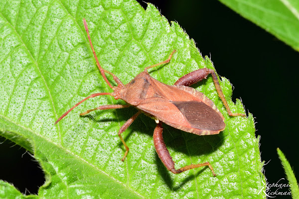 Helmeted Squash Bug | Project Noah