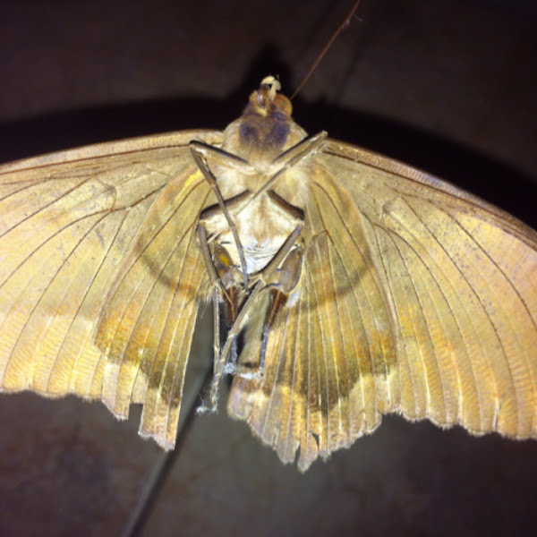 (Palomilla) Mariposa Negra (macho), Black Witch Moth | Project Noah
