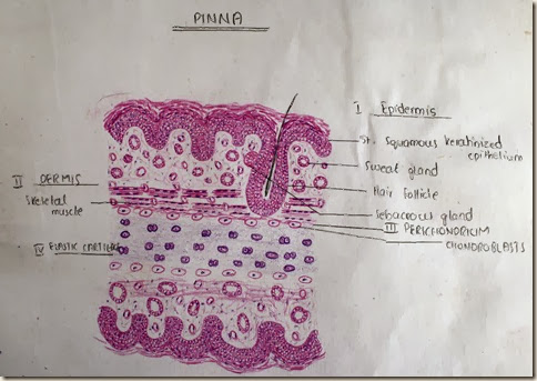 Histology Slides Database: Pinna high resolution histology diagram