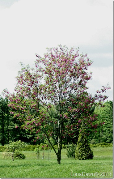 A Hocking Hill's Garden: Pink Cascade Locust Trees