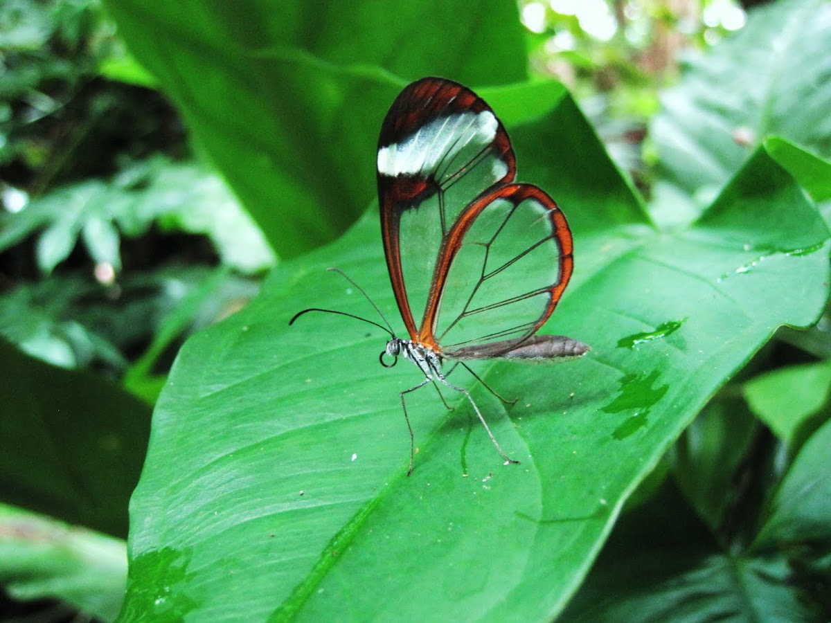 Glasswing butterfly | Project Noah