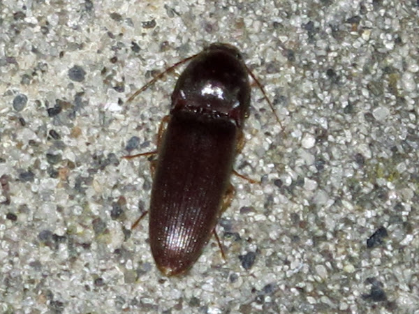 Click Beetle | Project Noah