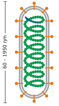 Morfologias virais | Biomedicina Padrão