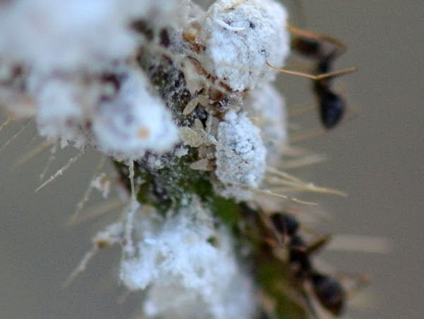 Mealybug Destroyer | Project Noah