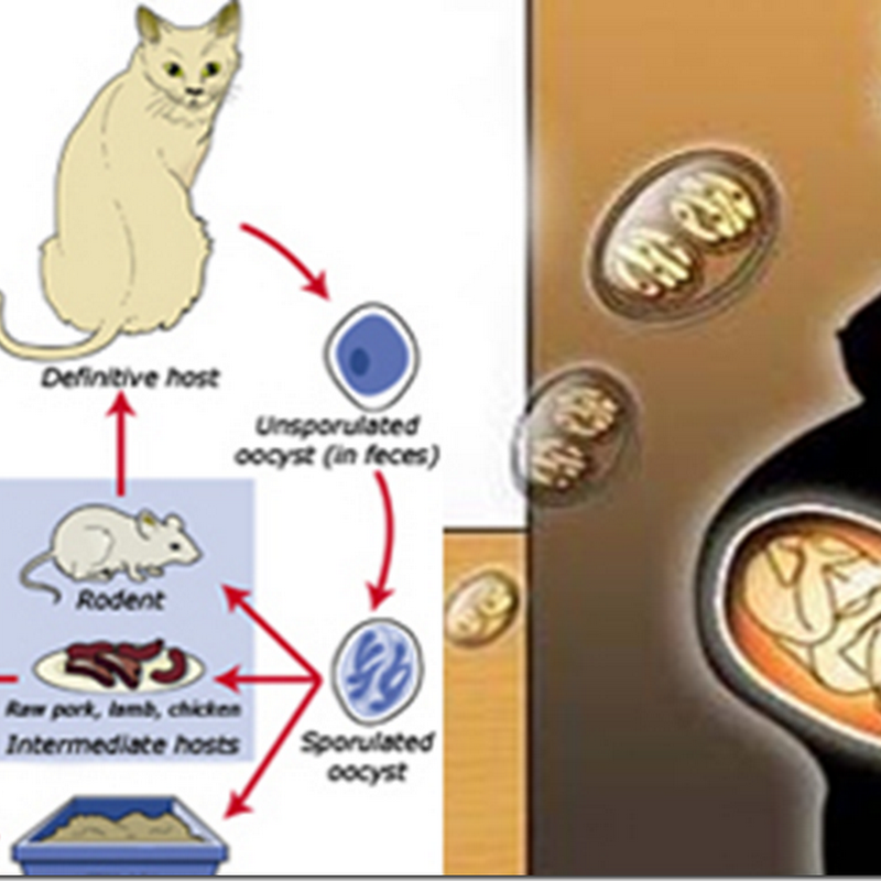 Mengenal Toksoplasmosis
