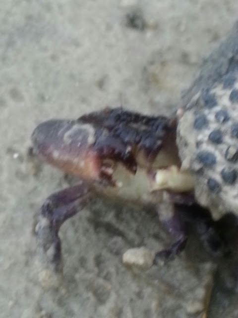 FIO Field Studies in Marine Science 2013: A female spotted whiff got ...