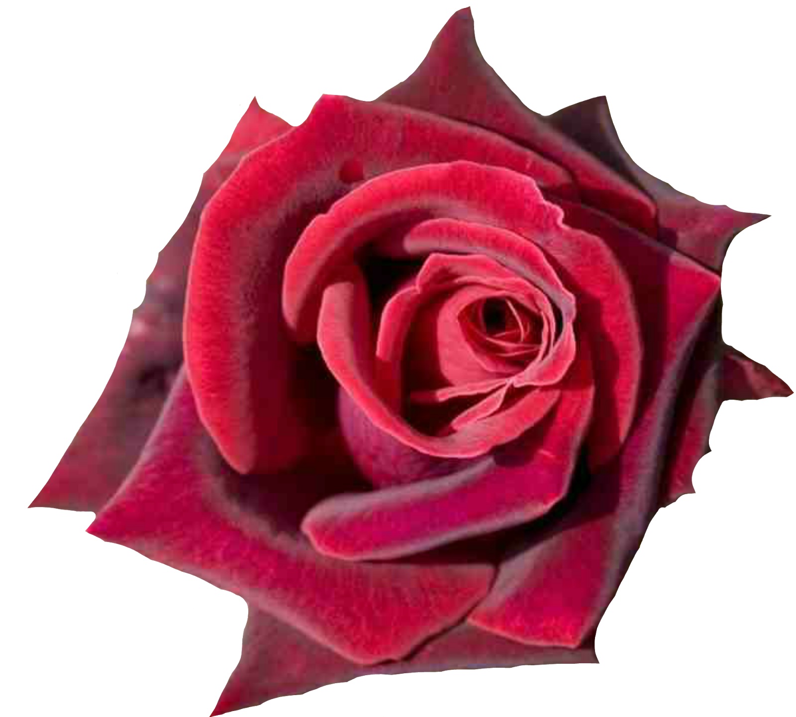 el jardin de rossy: rosas png