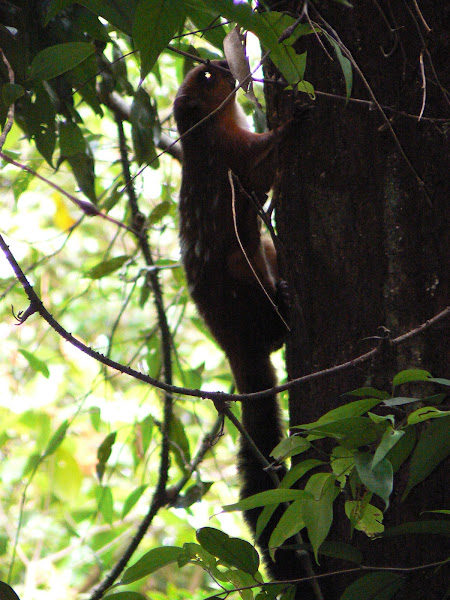 spotted giant flying tree squirrel | Project Noah