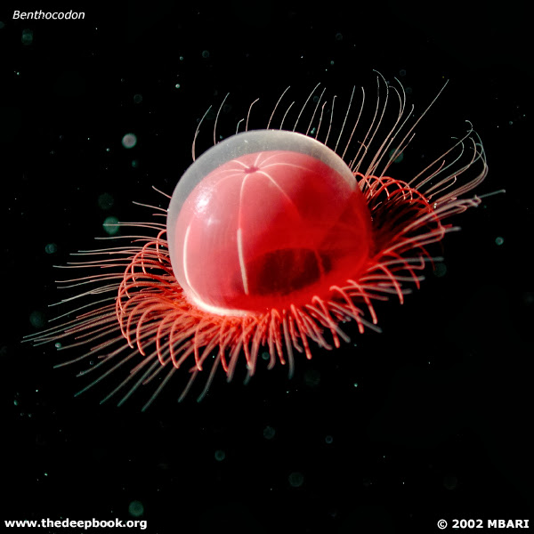 AWESOME BLOG: AWESOME COOL - Deep Sea Creatures Photo Collection (10 pics)