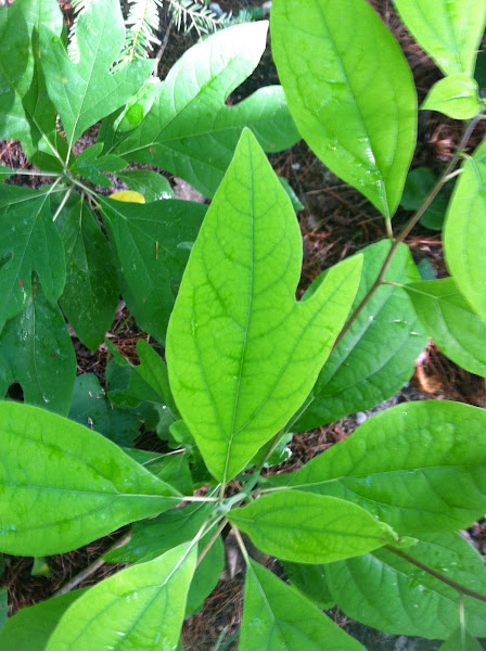 sassafras | Project Noah