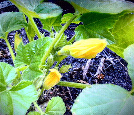 Epic Garden 2012: Crooked Neck Yellow Squash Blooming