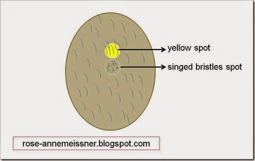 Rose-Anne Meissner, PhD: LESSON: Mitotic Recombination: Twin Spots