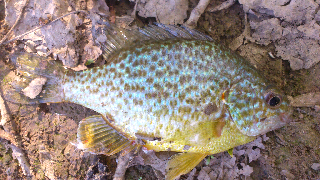 Pescando Aventuras: Percasol